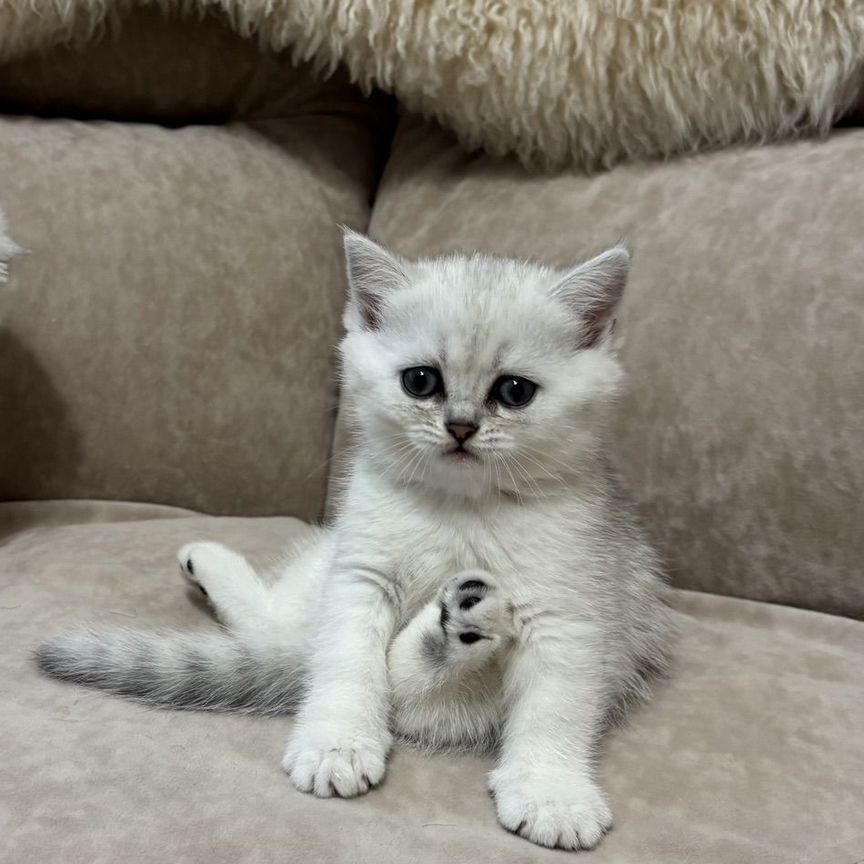 Шотландские прямоухие scottishstright