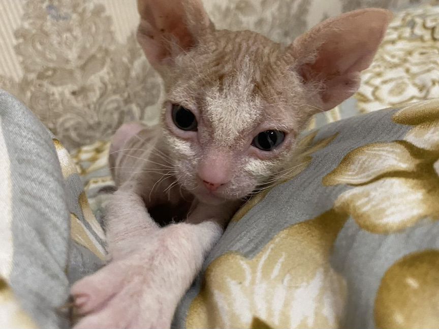 Донской сфинкс котенок