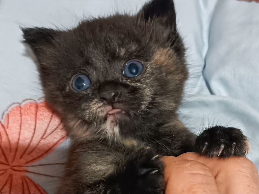 Отдам в хорошие руки котенка