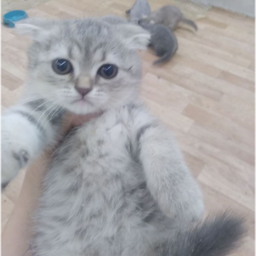 Британские котята