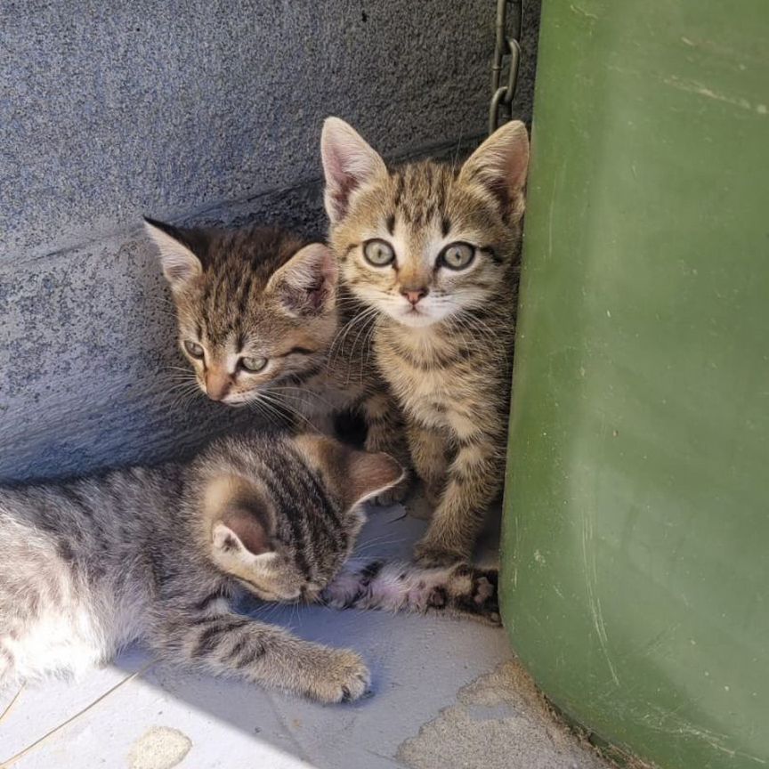 Кошка
