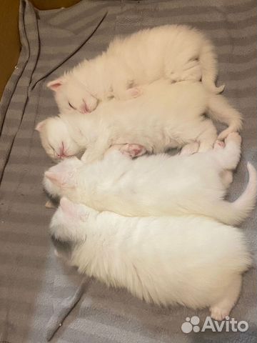 Котята под бронь