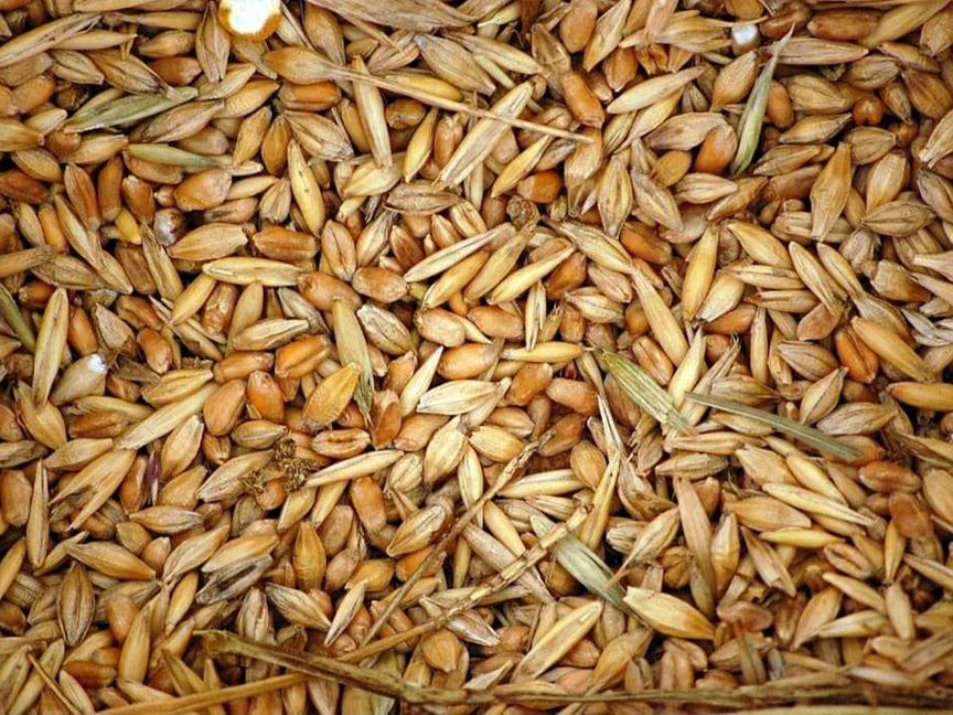 Пшеница ячмень овес кормосмесь