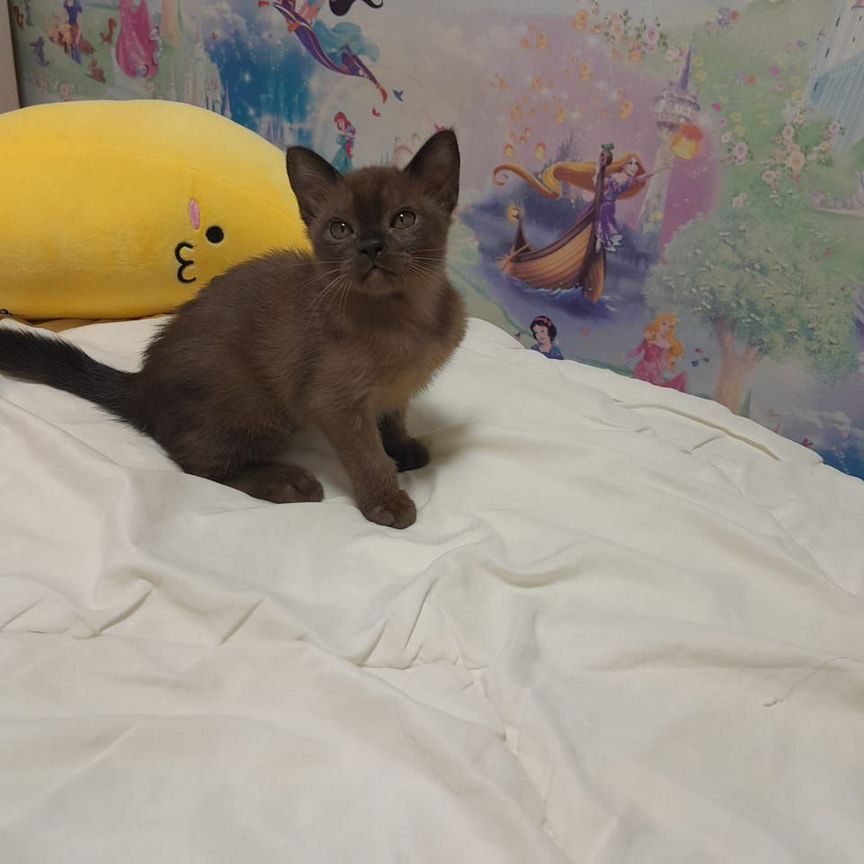 Европейские котята Бурмы