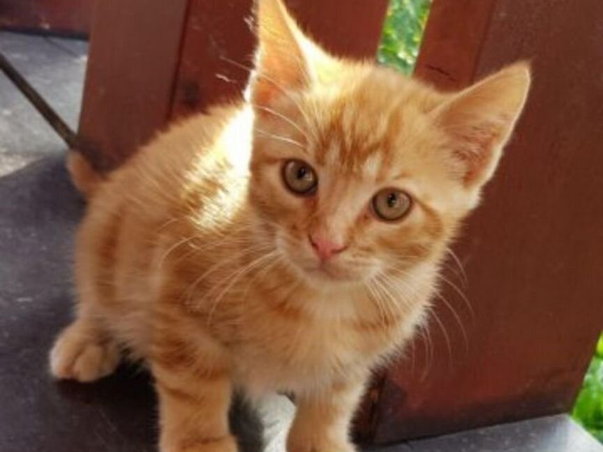 Котята в добрые руки бесплатно