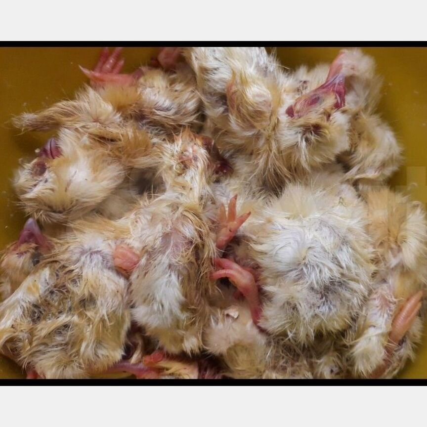 Цыплята суточные,замороженные на корм