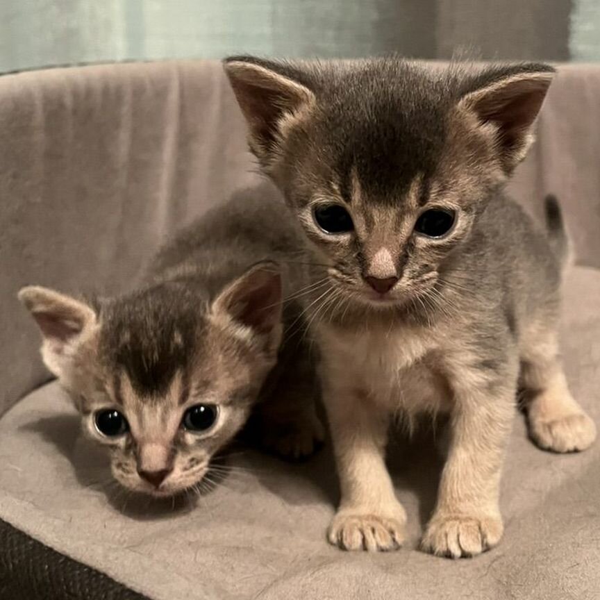 Абиссинские котята девочки
