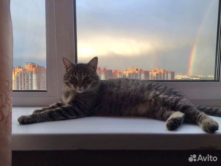Кошка ждет хозяина