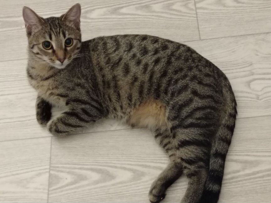 Котëнок в добрые руки бесплатно