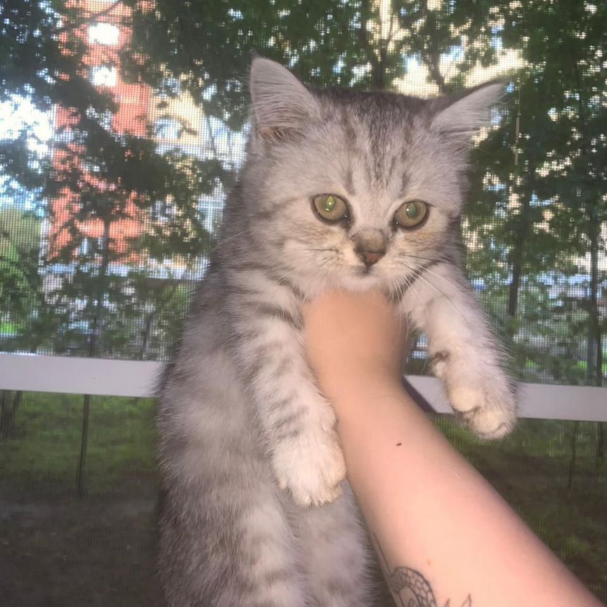 Шотландская вислоухая