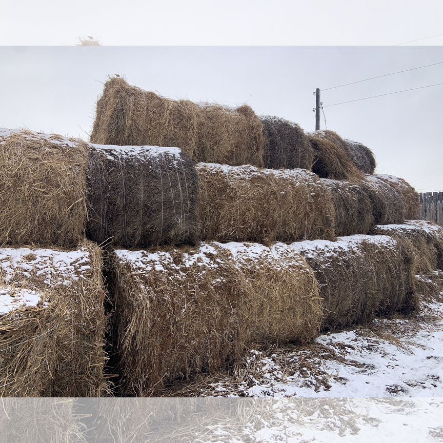 Сено в тюках