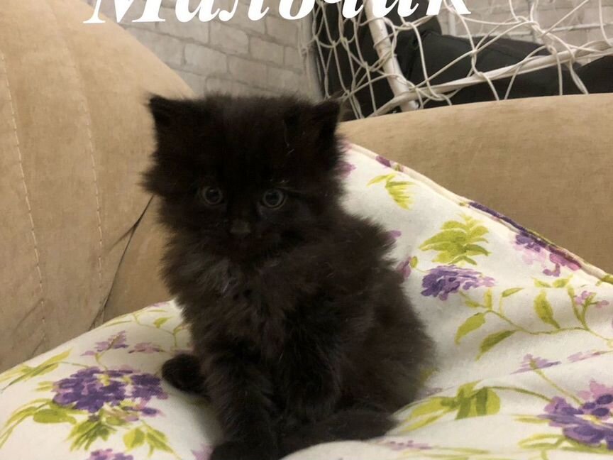 Котята бесплатно