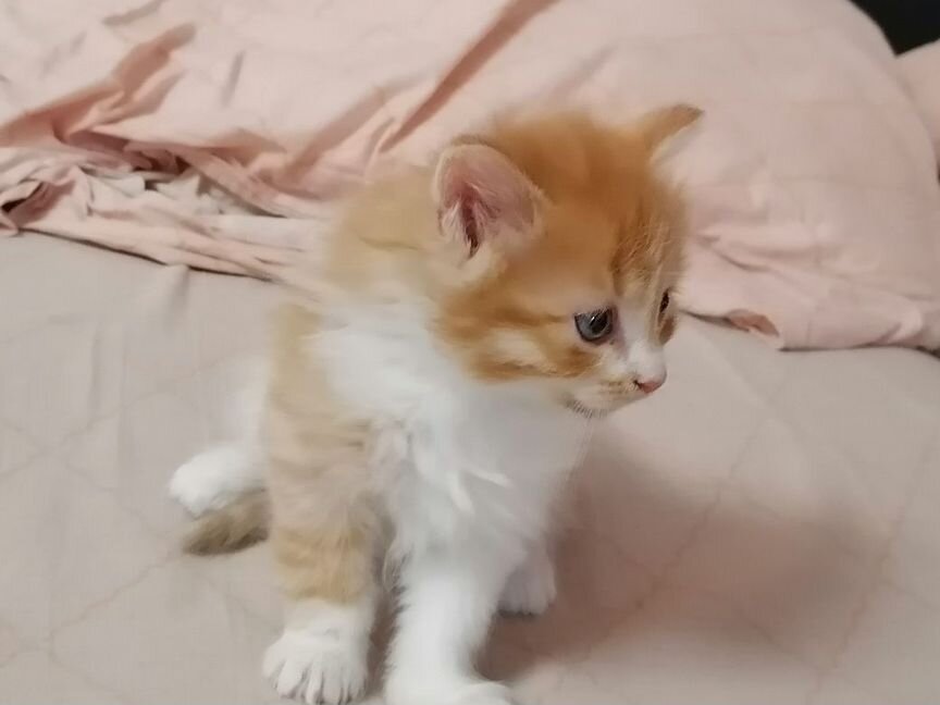 Котята пушистые бесплатно, от Сибирской кошки