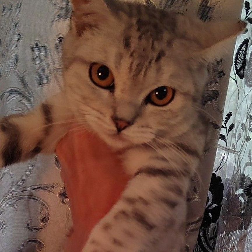 Шотландский красавчик