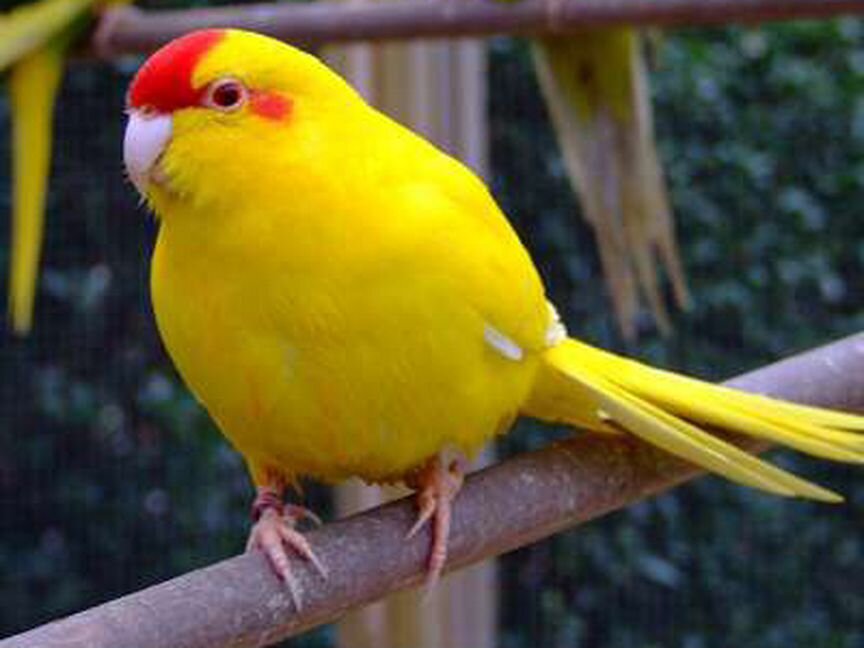 Попугай Какарик. Попугай Корелла