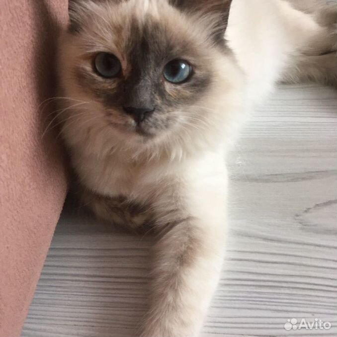 Котёнок Питерская маскарадная