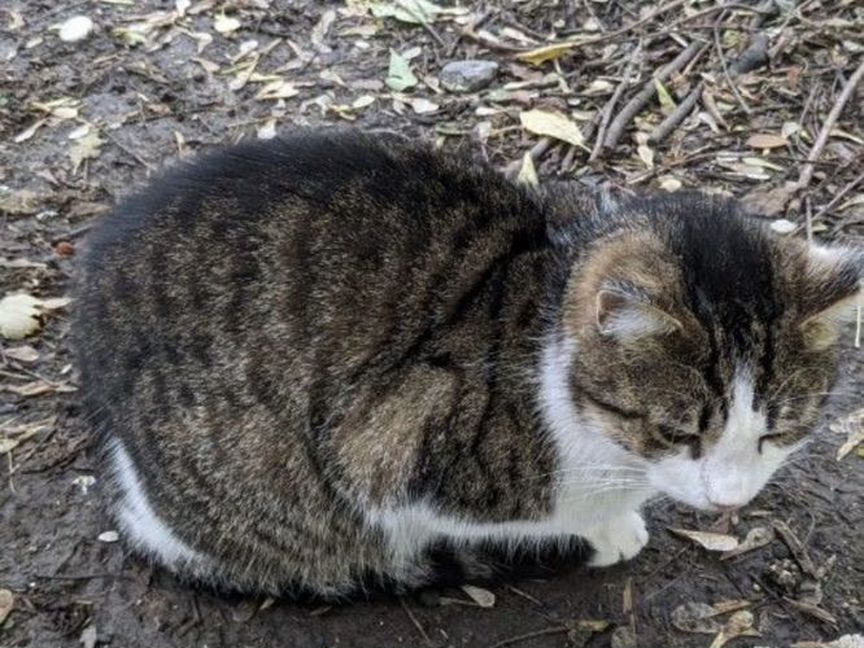 Замерзающий Хатико