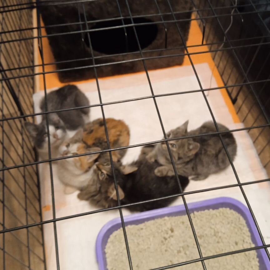 Отдадим котят в добрые руки