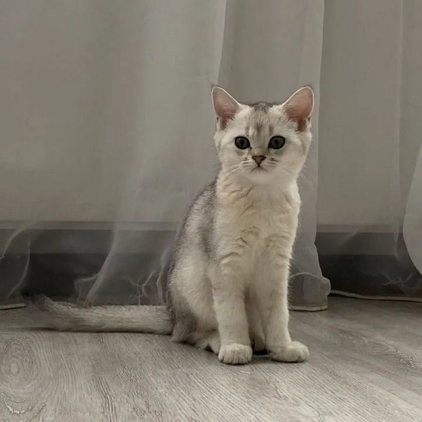 Шотландские прямоухие котята, скоттиш страйт