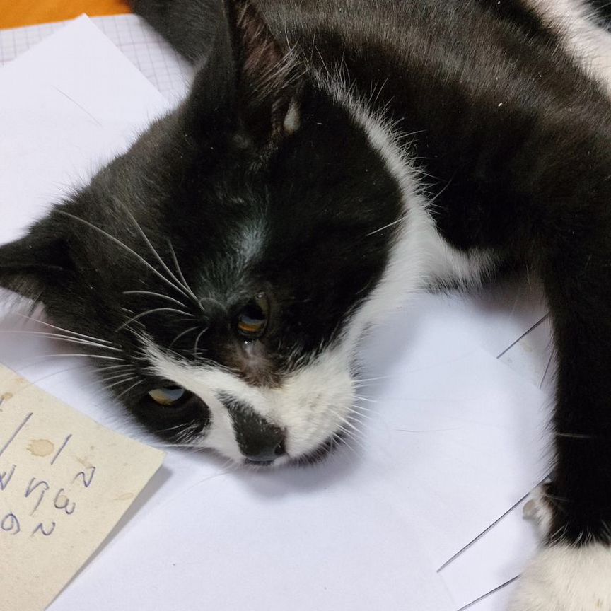 Котенок