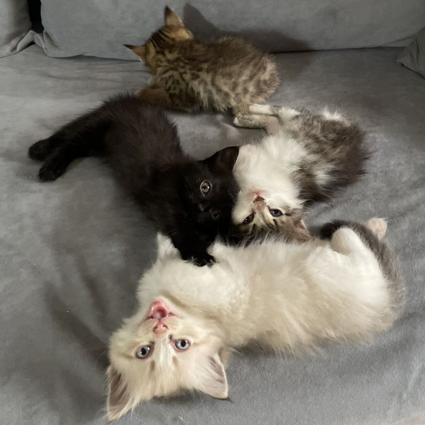 Отдам котят в хорошие руки