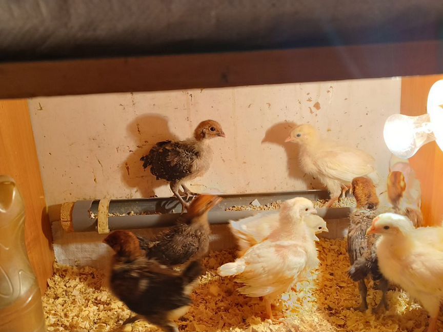 Цыплята легорн стандарт, барковска барвиста