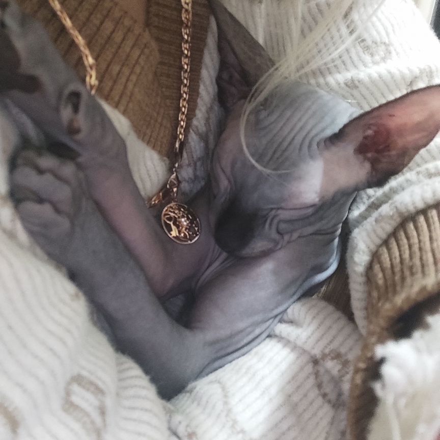 Канадский сфинкс кот