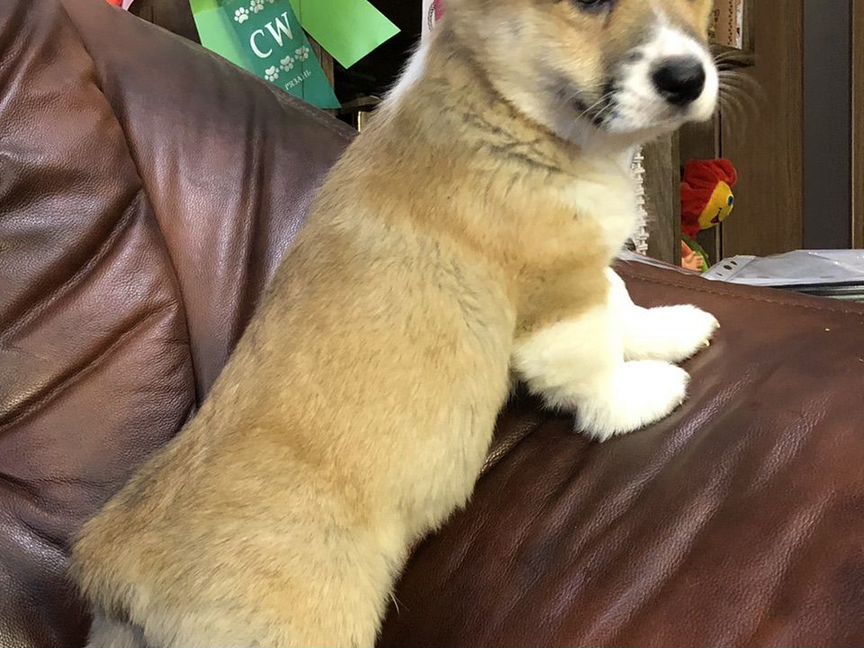 Мальчиш-кибальчиш Вельш Корги Пемброк