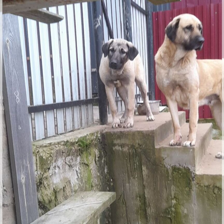 Кангал, щенок