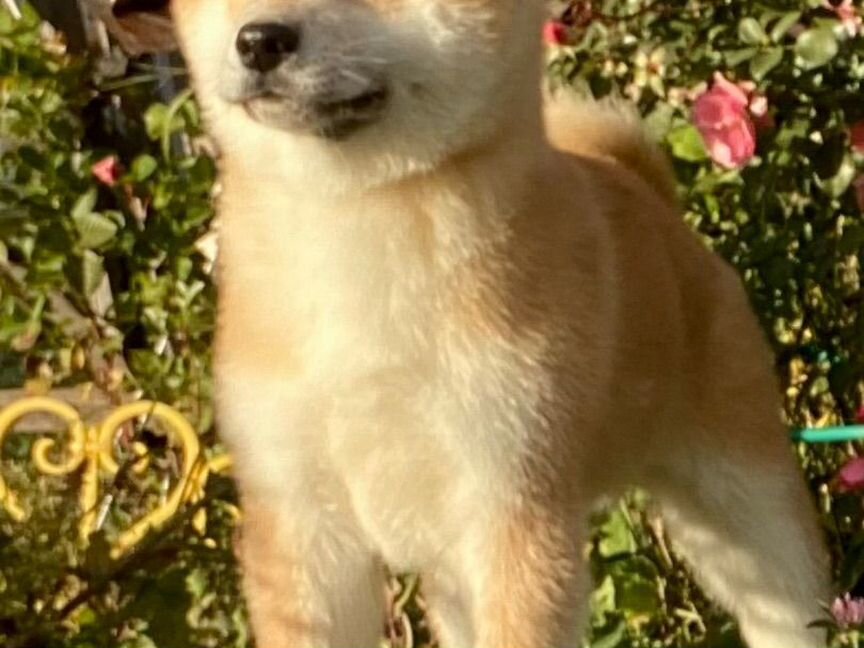 Два кобеля Акита акит ину