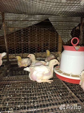 Цыплята бройлеры суточные, подрощенные