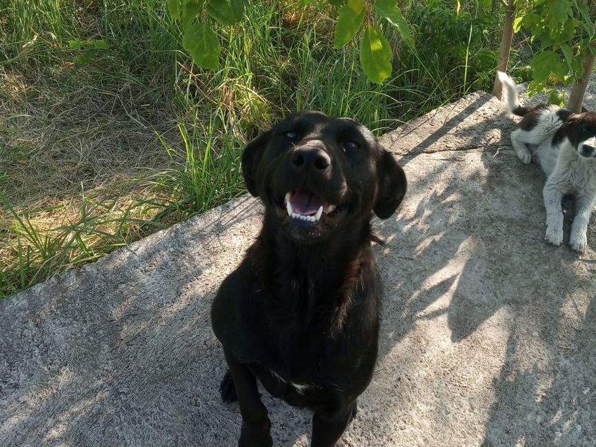 Собака ждёт вас