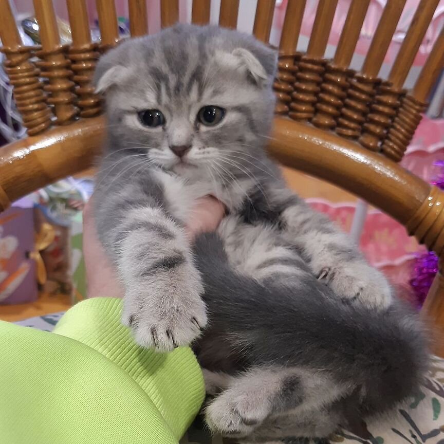 Шотландский вислоухий котик 1.5мес