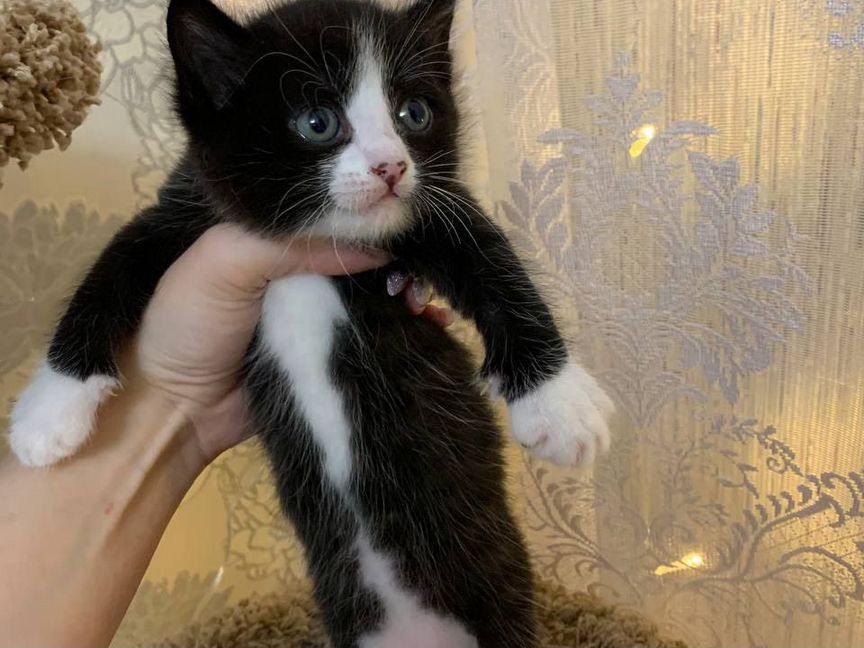 Котята