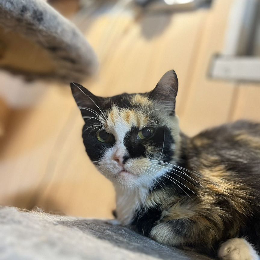 Меня никто не любит и не берет домой