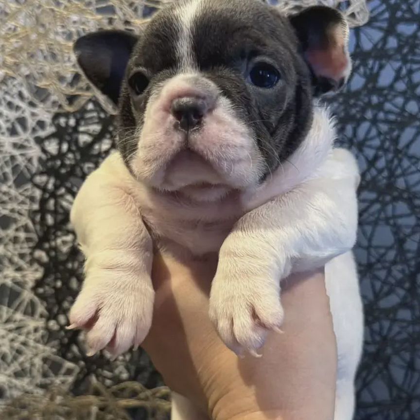 Французский бульдог, щенок