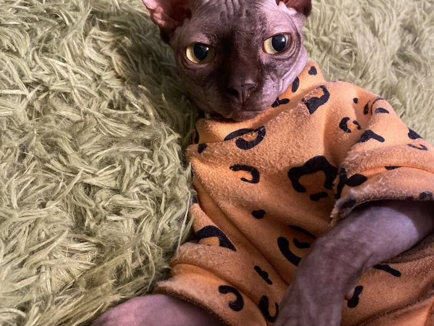 Канадский сфинкс