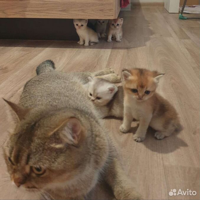 Котята золотая и серибистая шиншила