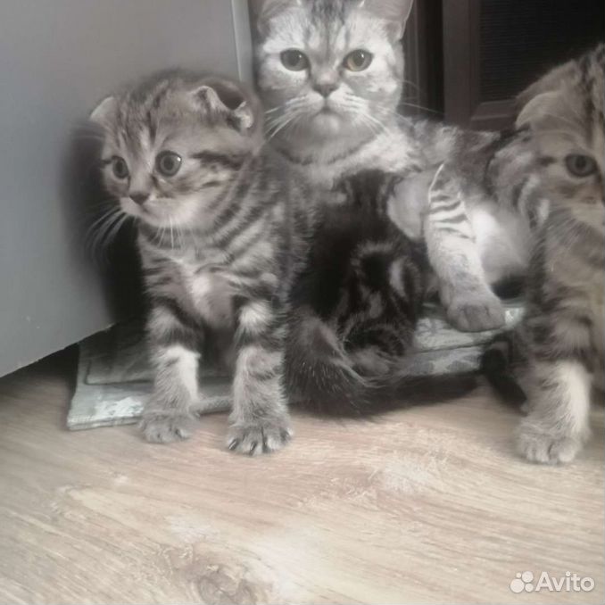 Британские котятки