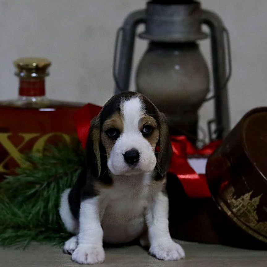 Бигль, щенок