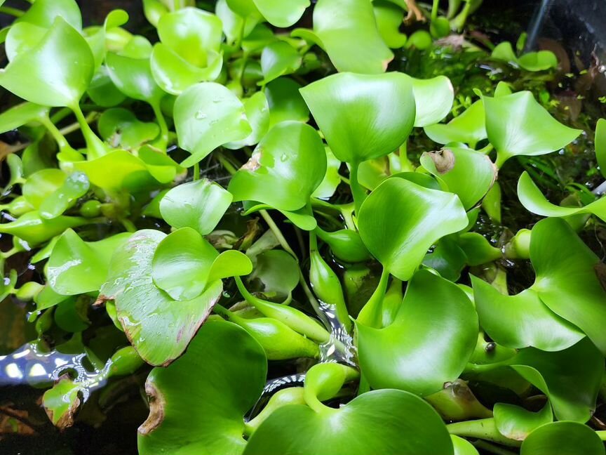 Эйхорния (водный гиацинт)