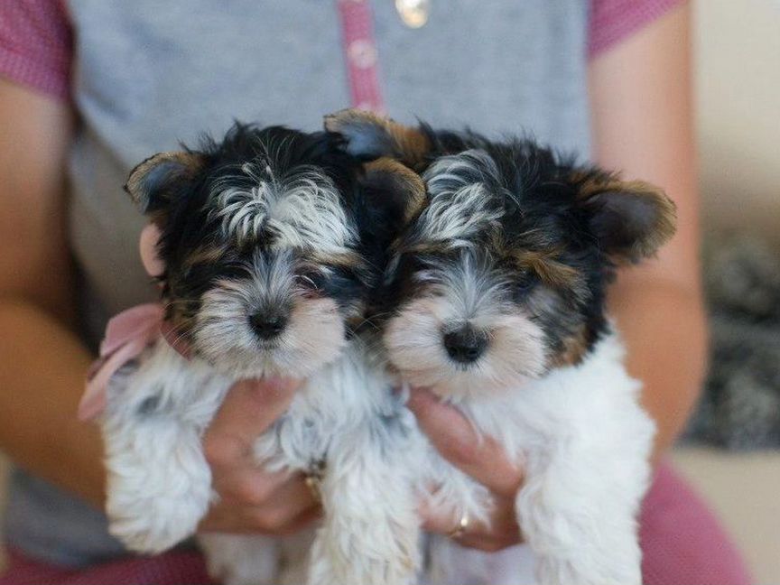 Щенки бивер йорка