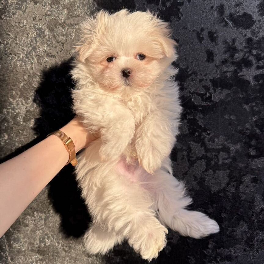 Мальтипу, щенок