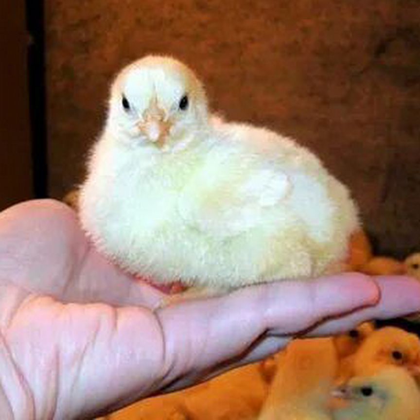 Цыплята бройлеры кобб 500