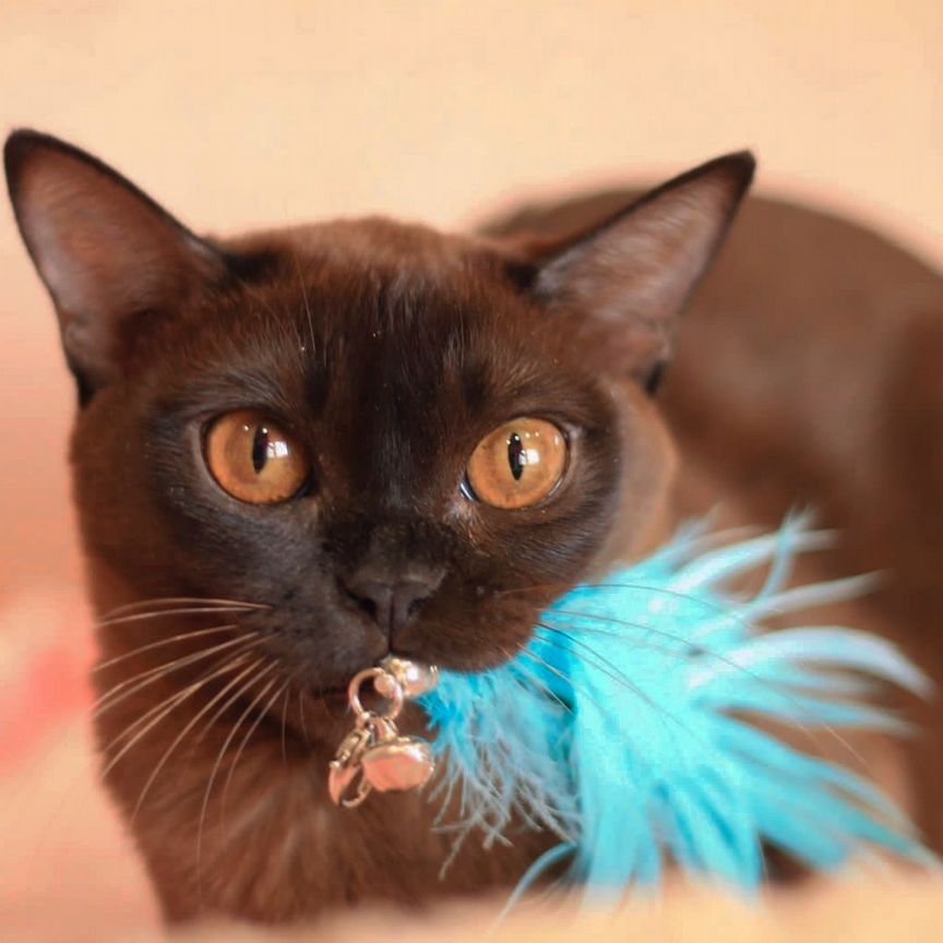 Ищем новый дом