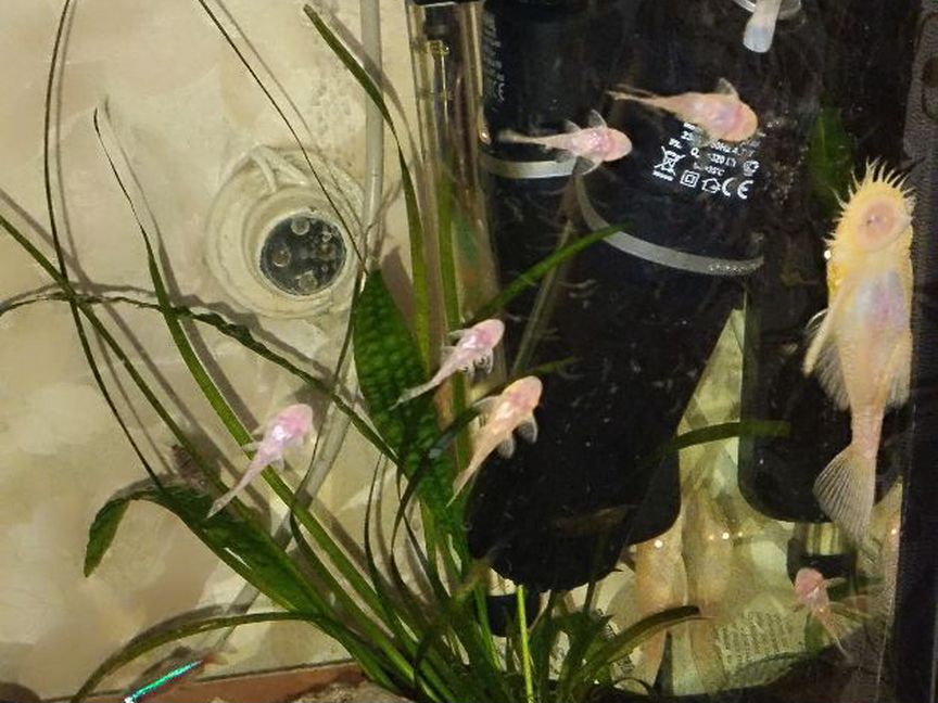 Сом анцитрус золотистый