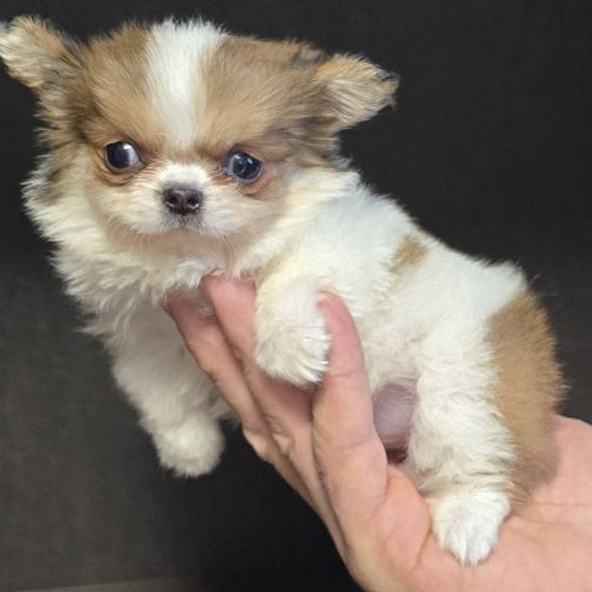 Чихуахуа, щенок