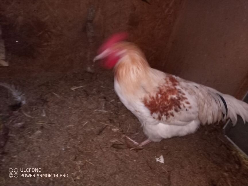 Молодые петухи