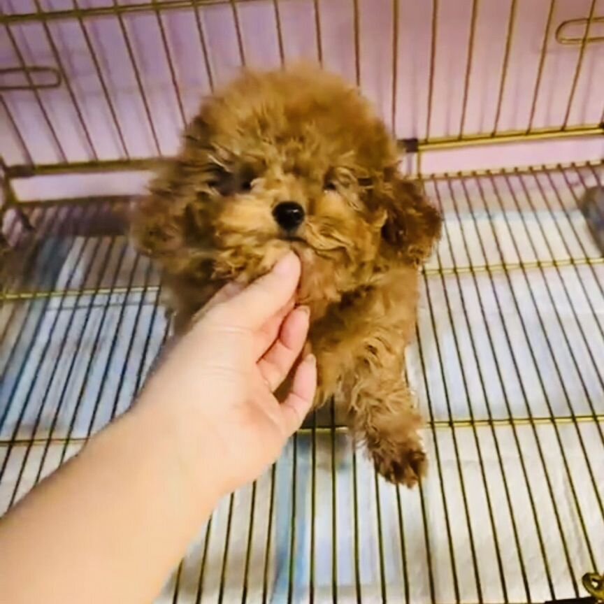 Тикап тедди пудель