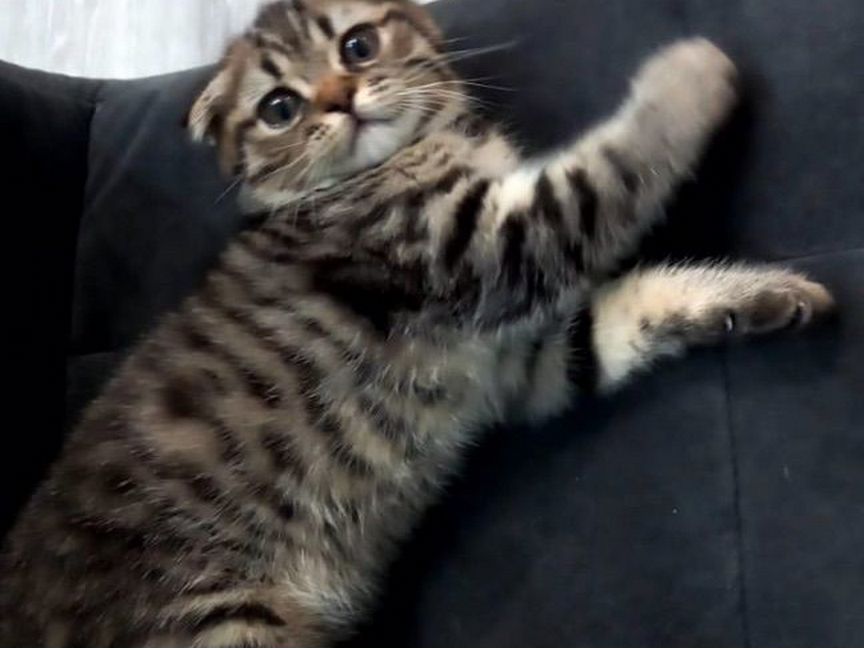 Шотландские котята